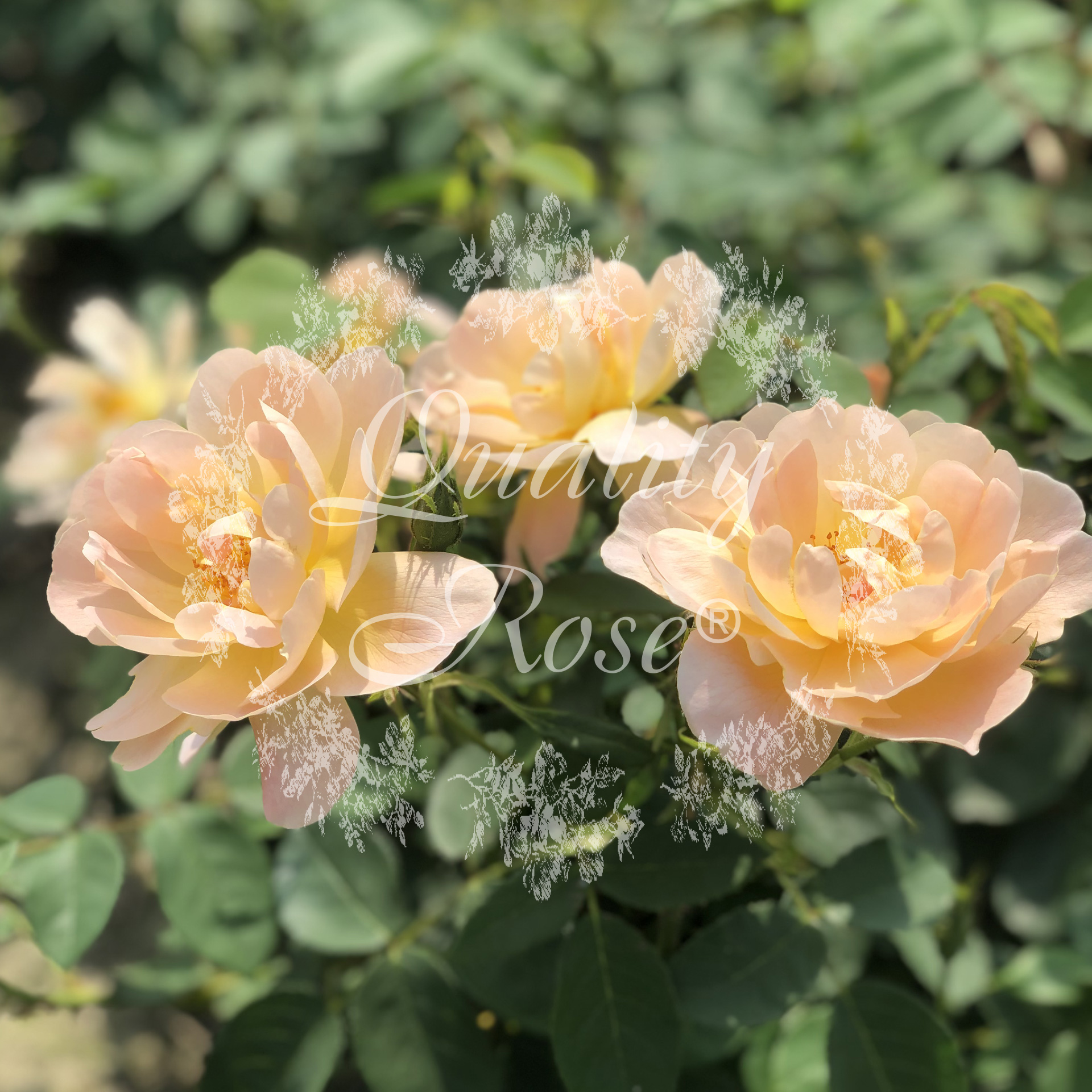 The Lady Gardener® - Neyt-van Sante