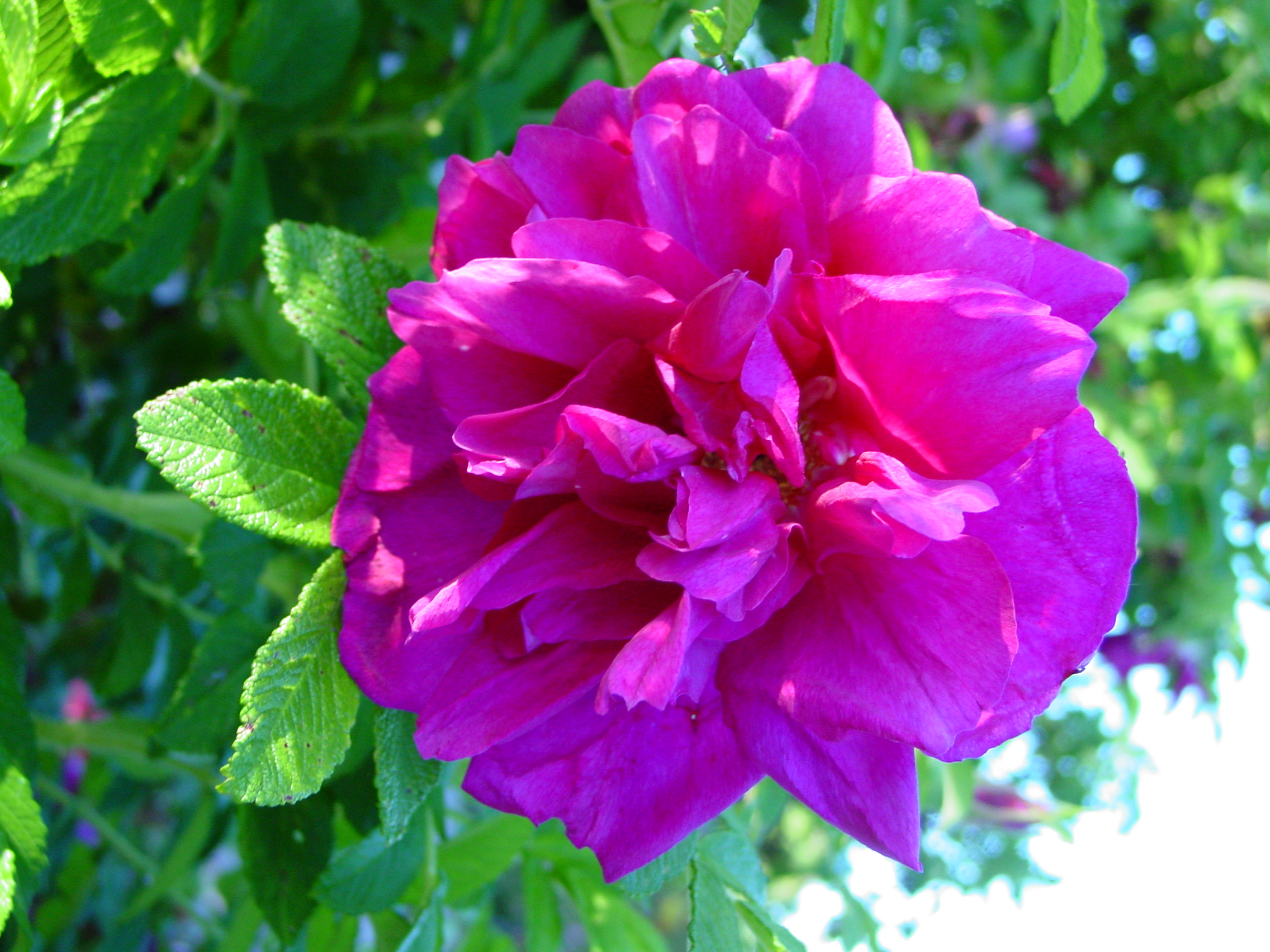 Roseraie de l'Hay - Neyt-van Sante